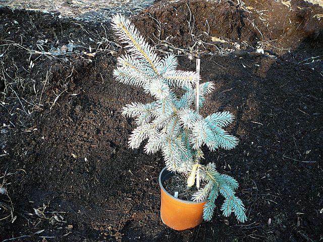 Picea pungens Hoopsii | Kompletní zahrada.cz