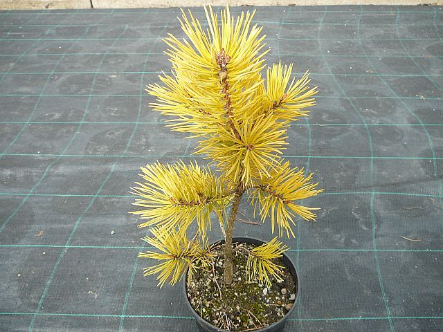Pinus sylvestris Aurea | Kompletní zahrada.cz