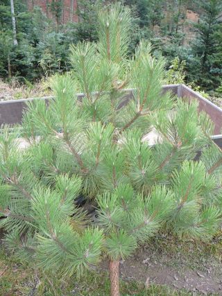Pinus nigra, borovice černá | Kompletní zahrada.cz