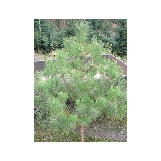 Pinus nigra, borovice černá | Kompletní zahrada.cz