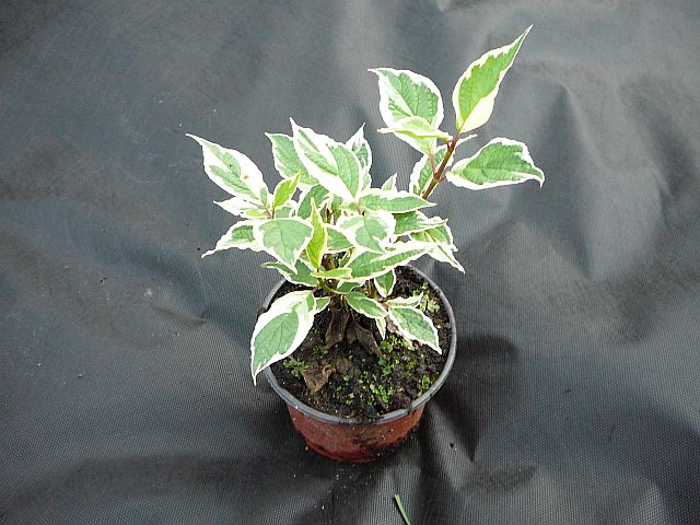 Cornus alba Variegata | Kompletní zahrada.cz