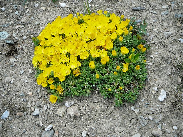 delosperma nubigenum - Kosmatec | Kompletní zahrada.cz
