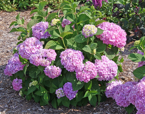 Hydrangea macrophylla 'Bailmer' | Kompletní zahrada.cz