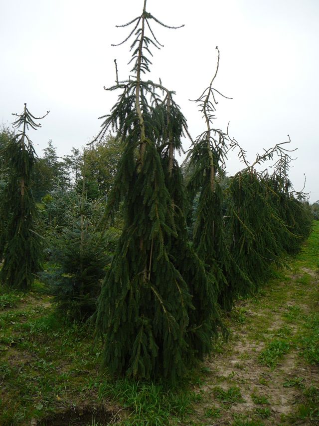 Picea abies 'Bohemica Pendula' | Kompletní zahrada.cz