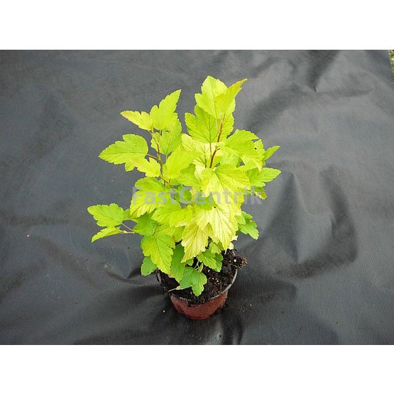 Physocarpus opulifolius Gold | Kompletní zahrada.cz