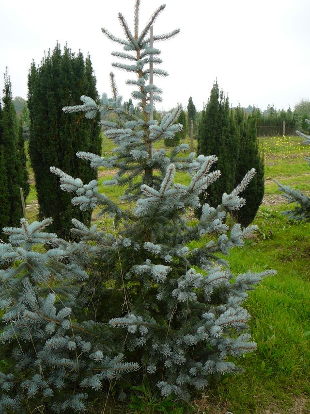 Picea pungens 'Glauca , Smrk pichlavý, stříbrný | Kompletní zahrada.cz