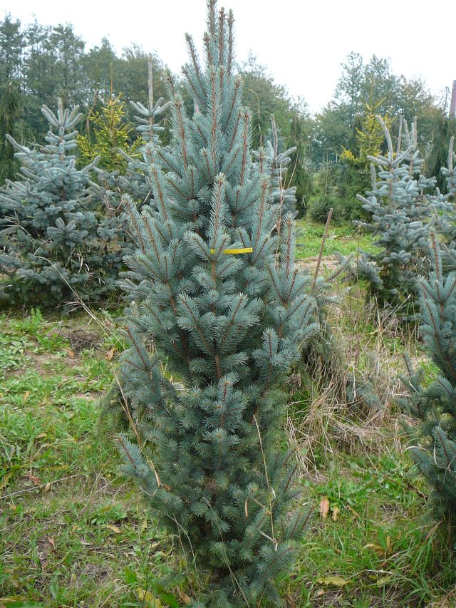 Picea pungens 'Iseli Fastigiata' | Kompletní zahrada.cz