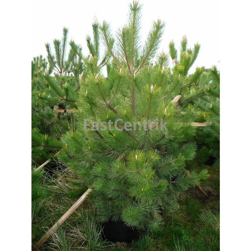 Borovice černá, Pinus nigra