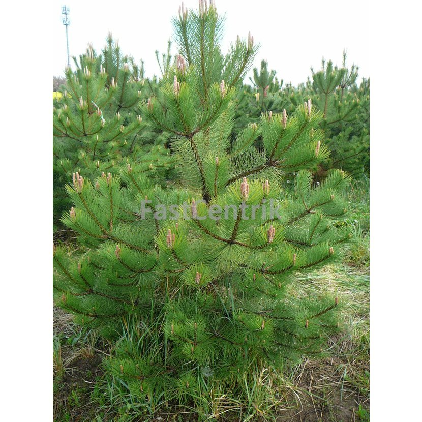 Borovice černá, Pinus nigra